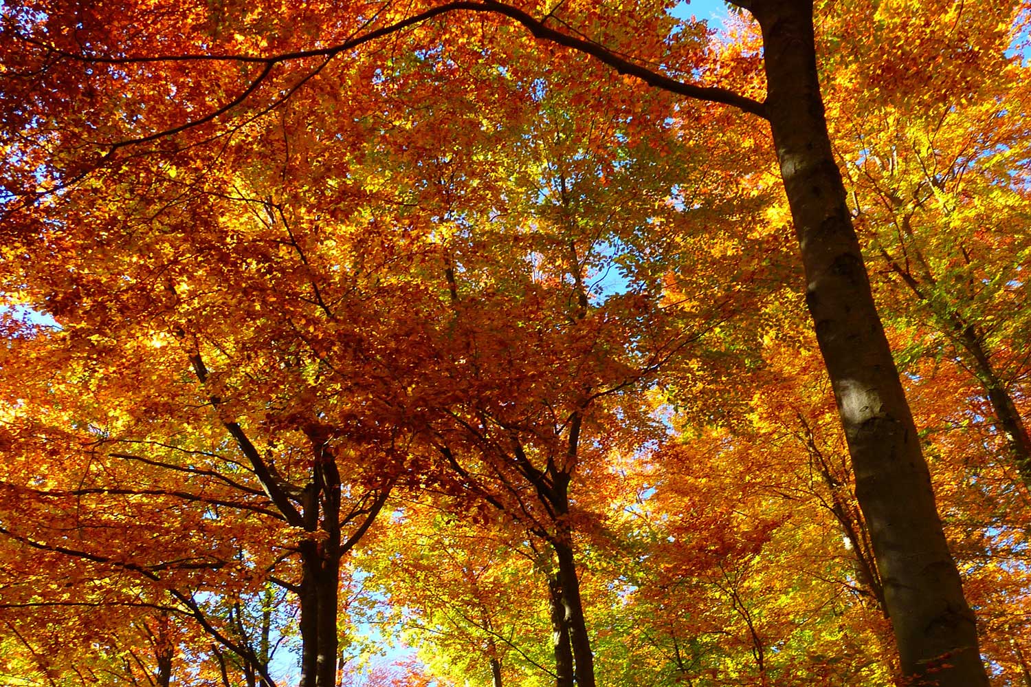 Isverna multicoloră - Himalaya Travel